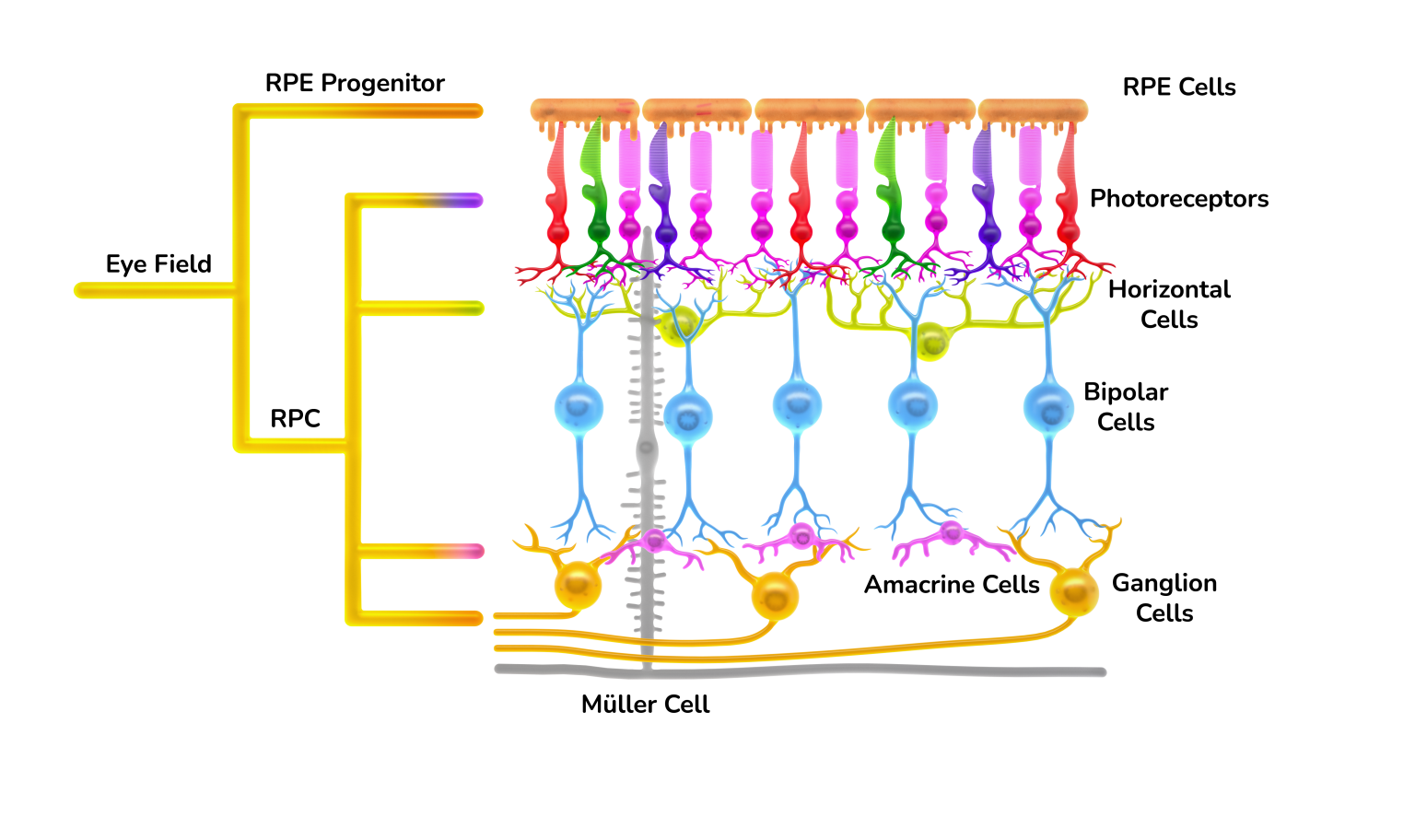 Retinal Organoids | Newcells Biotech