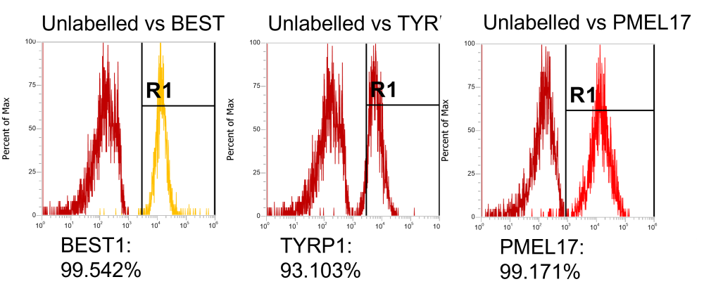 Retinal Pigment Epithelium (RPE) | Newcells Biotech