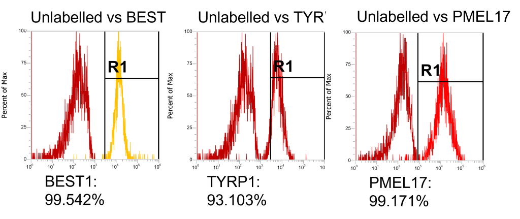 Retinal Pigment Epithelium (RPE) | Newcells Biotech