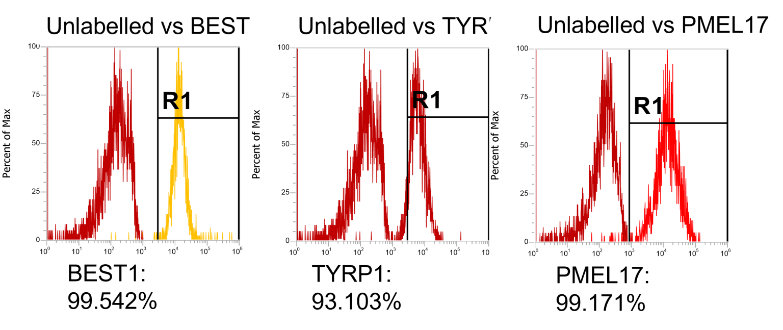 Retinal Pigment Epithelium (RPE) | Newcells Biotech