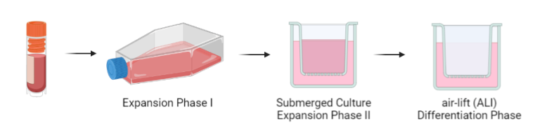 Small Airway Epithelial Cell Model | Newcells Biotech